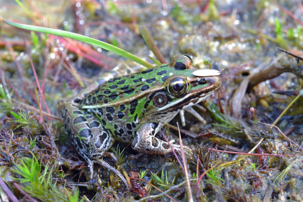 SelwaJa-Southern-Leopard-Frog_1 – Protecting the New Jersey Pinelands ...