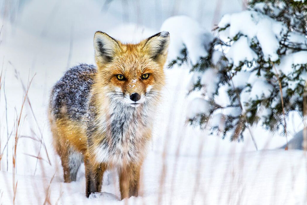 WorleyPa-The-Pensive-Red-Fox-in-the-Snow_1 - Protecting the New Jersey ...