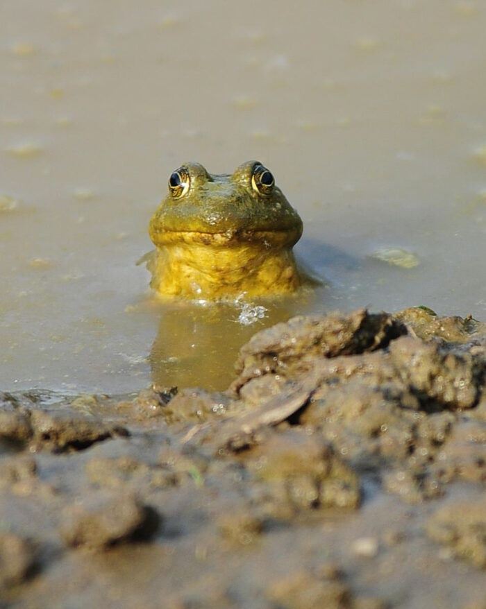 coleke-pop-up-frog-brendon-byrne_1 – Protecting the New Jersey ...