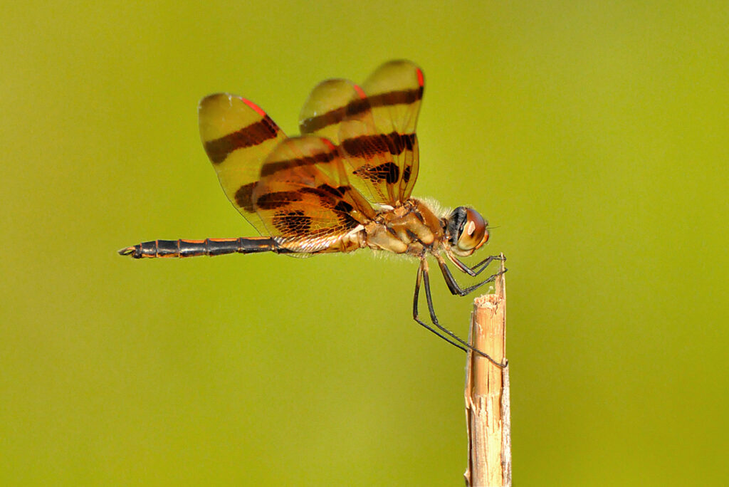 joanna-l-patterson–dragonfly – Protecting the New Jersey Pinelands and ...