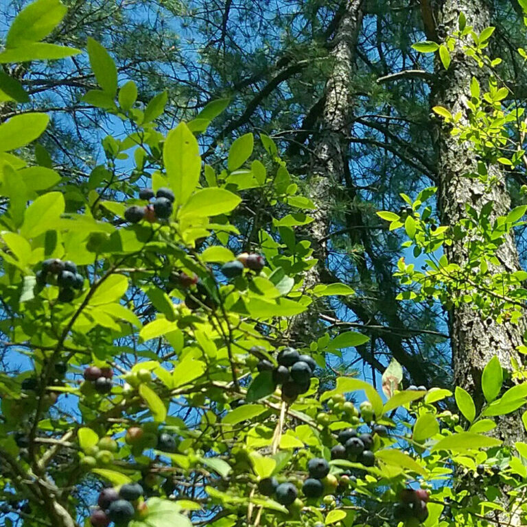 scott-wardenski–the-pines-blueberry-bounty – Protecting the New Jersey ...