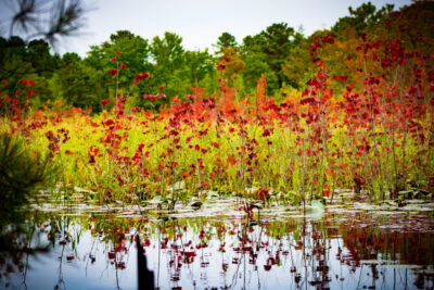 Black Run Headwaters: To Be Preserved for Future Generations ...