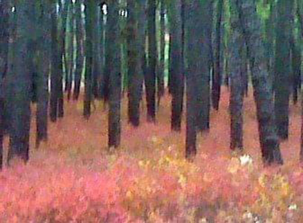 SchuldtBa-Forest-floor-on-fire-230121123038_1 - Protecting the New ...