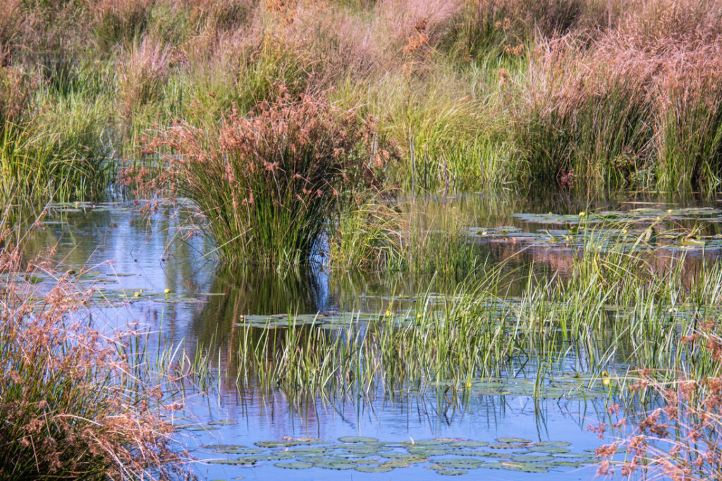 WindDi-Glorius-Grasses-221111173049_1 - Protecting the New Jersey ...